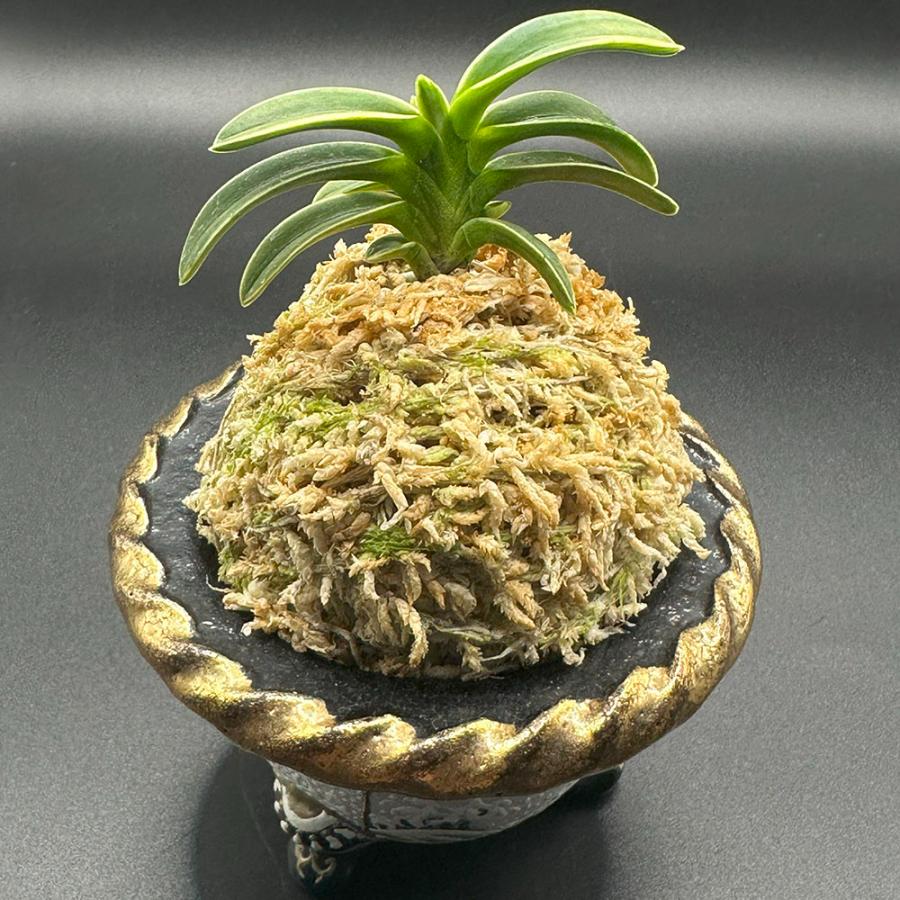 富貴蘭 風蘭 蘭 御神渡 おみわたり 2本立 現品 T748 フウキラン フウラン : fu-t362 : OKABE GREEN JewelryPlant - 通販 - Yahoo!ショッピング