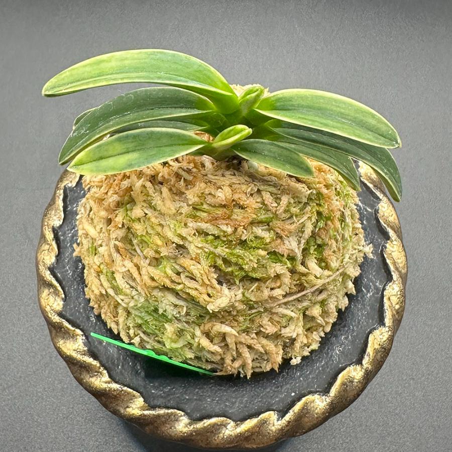 富貴蘭 風蘭 蘭 御神渡 おみわたり 2本立 現品 T748 フウキラン フウラン : fu-t362 : OKABE GREEN JewelryPlant - 通販 - Yahoo!ショッピング