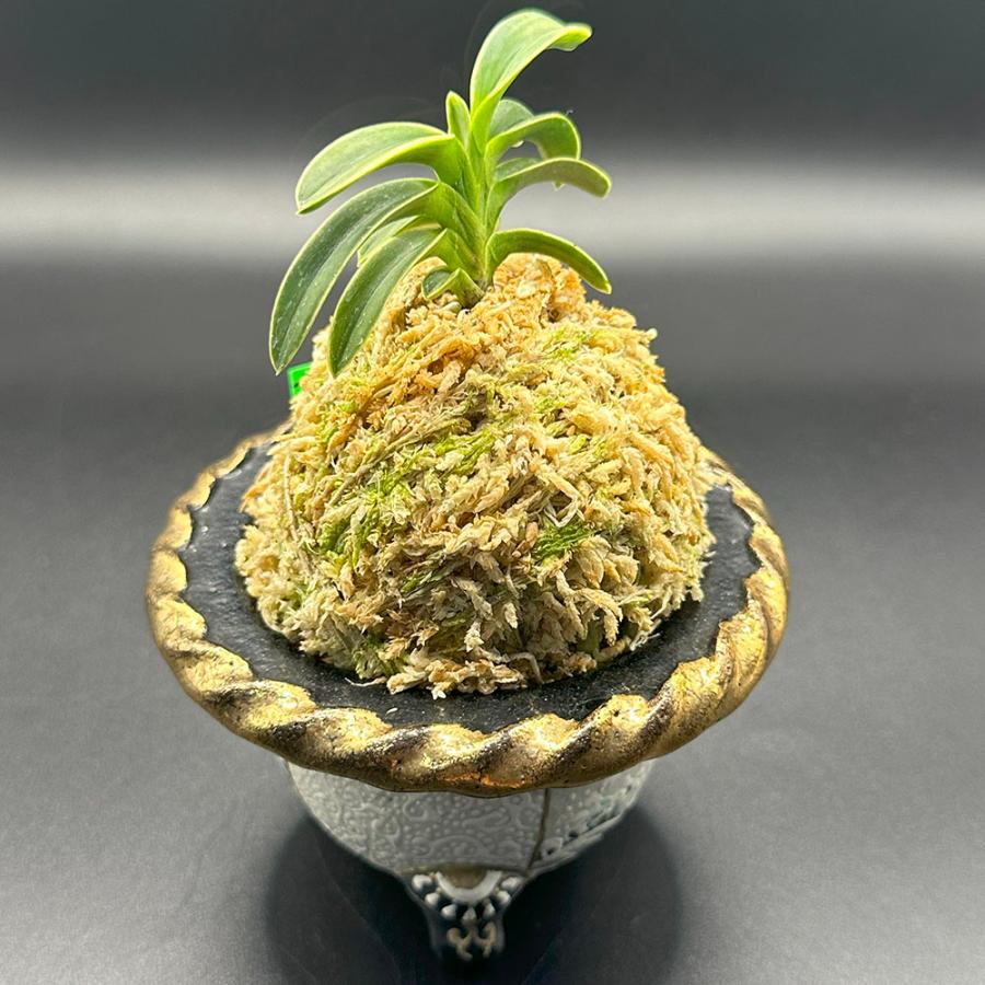 富貴蘭 風蘭 蘭 御神渡 おみわたり 2本立 現品 T748 フウキラン フウラン : fu-t362 : OKABE GREEN JewelryPlant - 通販 - Yahoo!ショッピング