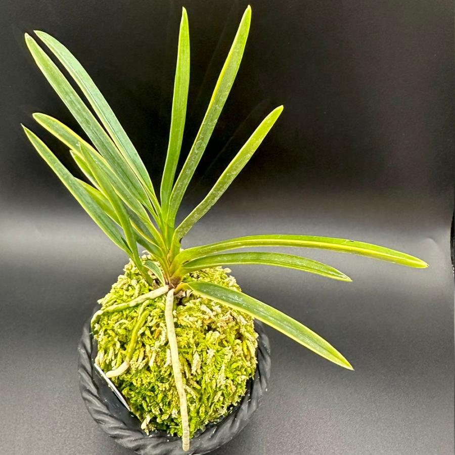 富貴蘭 羆覆輪 ひぐまふくりん fu-t397 フウキラン フウラン : fu-t397 : OKABE GREEN JewelryPlant - 通販 - Yahoo!ショッピング
