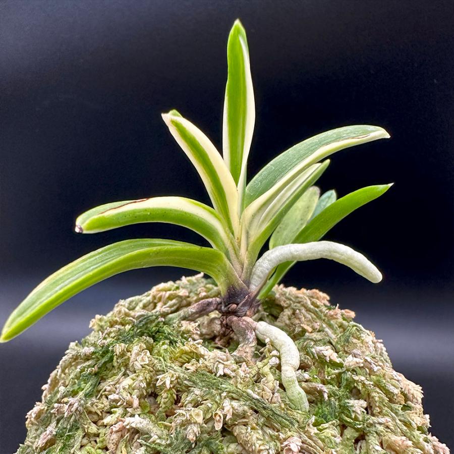 富貴蘭 朱天王白縞 しゅてんのうしろしま T542 フウキラン フウラン :fu-t542:OKABE GREEN JewelryPlant - 通販 - Yahoo!ショッピング