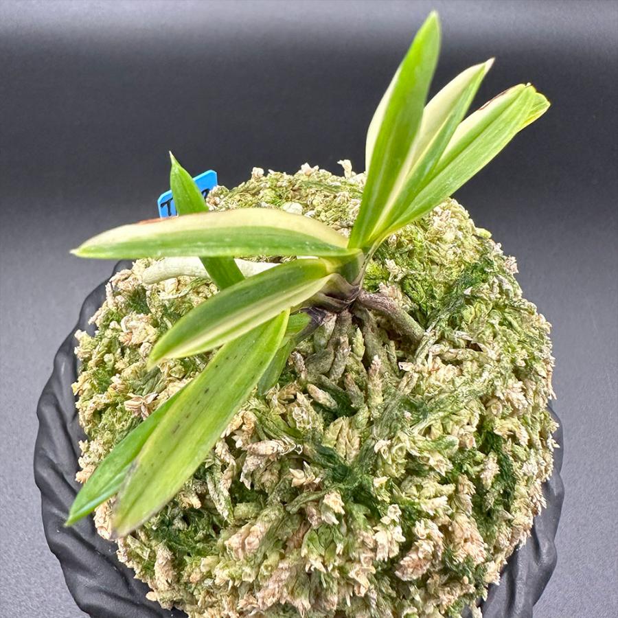 富貴蘭 朱天王白縞 しゅてんのうしろしま T542 フウキラン フウラン : OKABE GREEN JewelryPlant - 通販 - Yahoo!ショッピング