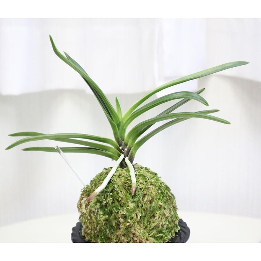 富貴蘭 白牡丹 はくぼたん T557 フウキラン フウラン :fu-t557:OKABE GREEN JewelryPlant - 通販 - Yahoo!ショッピング