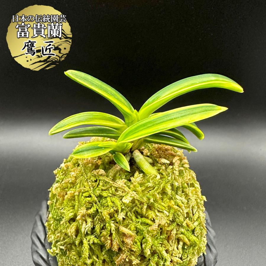 富貴蘭 鷹匠 たかじょう T596 フウキラン フウラン : OKABE GREEN JewelryPlant - 通販 - Yahoo!ショッピング