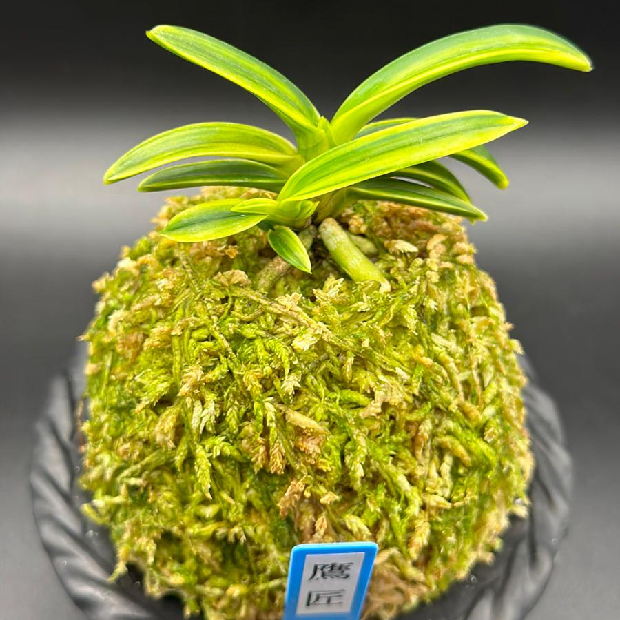 富貴蘭 鷹匠 たかじょう T596 フウキラン フウラン : OKABE GREEN JewelryPlant - 通販 - Yahoo!ショッピング