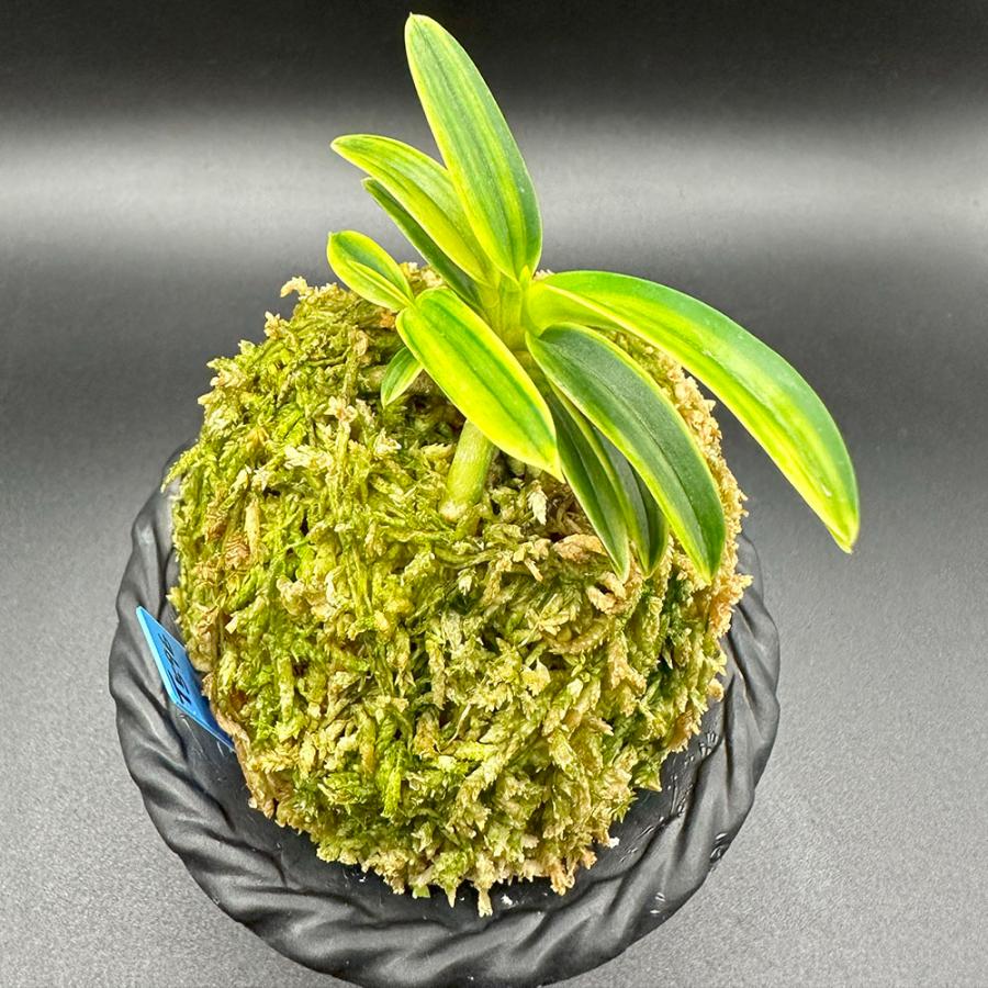 富貴蘭 鷹匠 たかじょう T596 フウキラン フウラン : OKABE GREEN JewelryPlant - 通販 - Yahoo!ショッピング