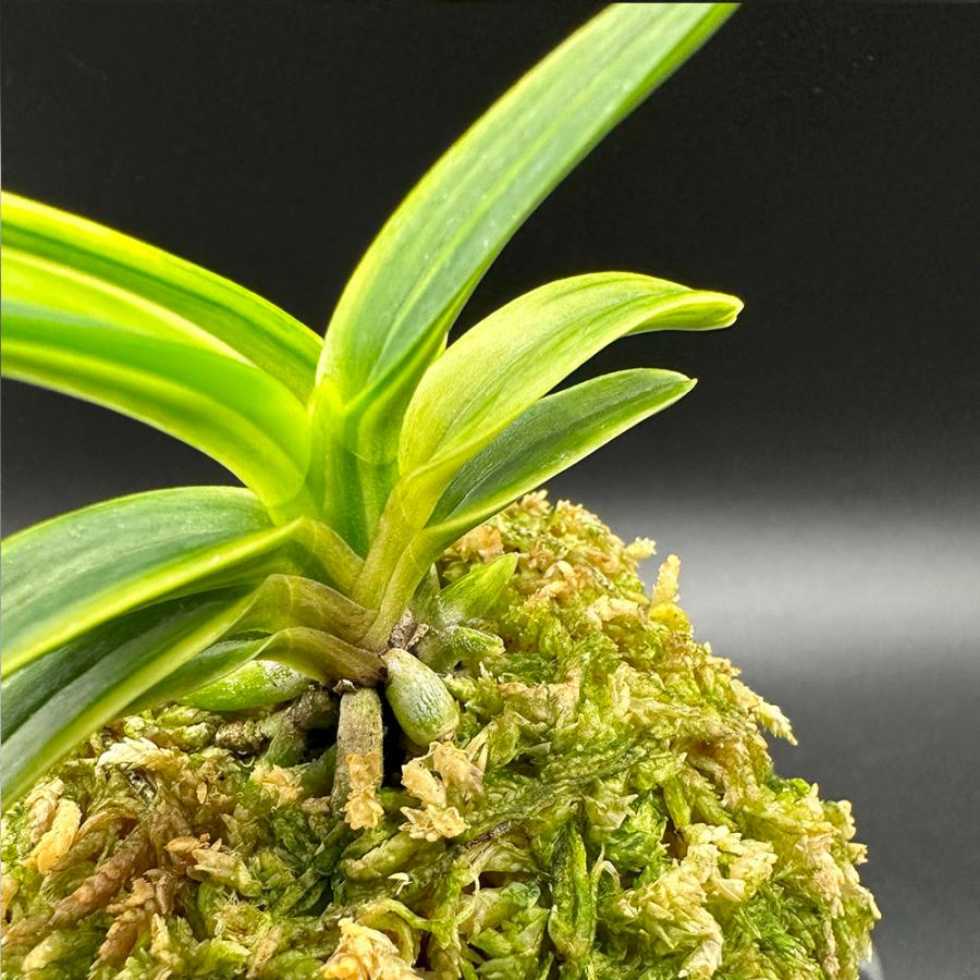 富貴蘭 鷹匠 たかじょう T596 フウキラン フウラン : OKABE GREEN JewelryPlant - 通販 - Yahoo!ショッピング