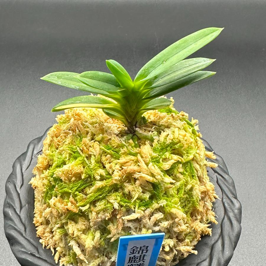 富貴蘭 風蘭 蘭 錦麒麟 きんきりん 現品 2本と小芽2 T727 豆葉 フウキラン フウラン 送料無料 : OKABE GREEN JewelryPlant - 通販 - Yahoo!ショッピング