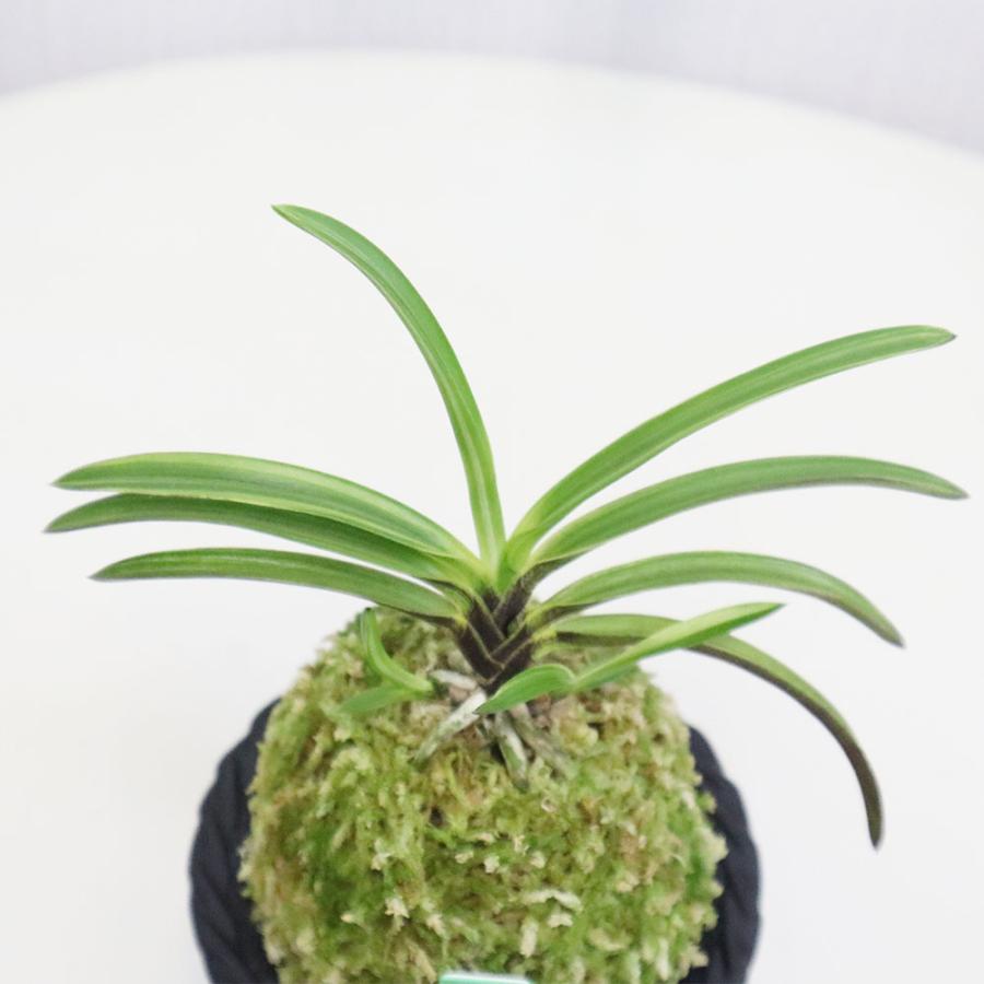 富貴蘭 白牡丹 はくぼたん T597 フウキラン フウラン :fu-t597:OKABE GREEN JewelryPlant - 通販 - Yahoo!ショッピング