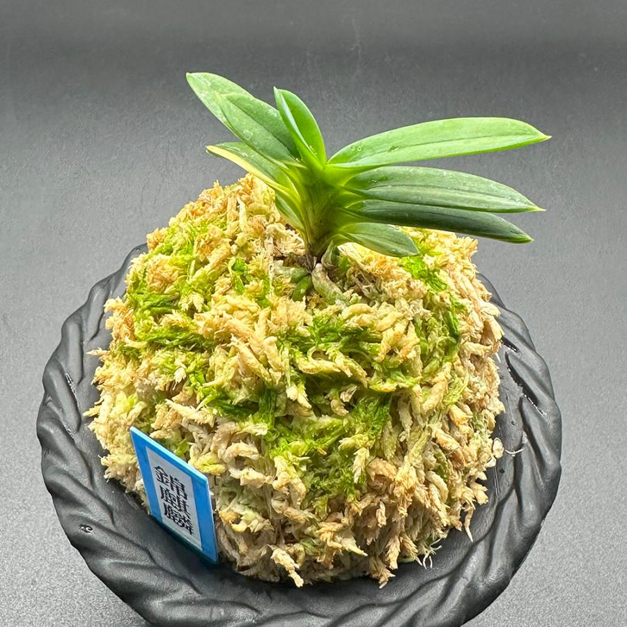 富貴蘭 風蘭 蘭 錦麒麟 きんきりん 現品 2本と小芽2 T727 フウキラン フウラン 送料無料 : fu-t597 : OKABE GREEN JewelryPlant - 通販 ...