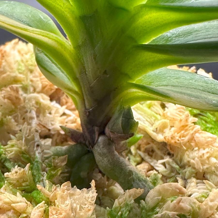 富貴蘭 風蘭 蘭 錦麒麟 きんきりん 現品 2本と小芽2 T727 フウキラン フウラン 送料無料 : fu-t597 : OKABE GREEN JewelryPlant - 通販 ...