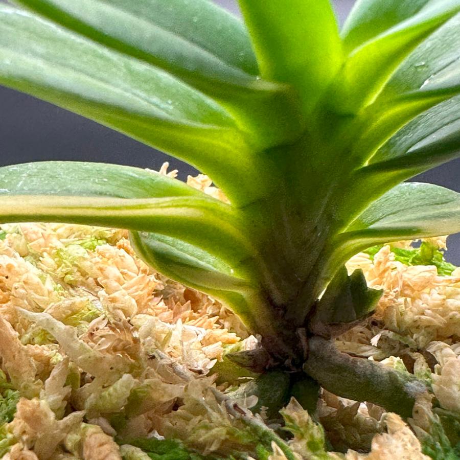 富貴蘭 風蘭 蘭 錦麒麟 きんきりん 現品 2本と小芽2 T727 フウキラン フウラン 送料無料 : fu-t597 : OKABE GREEN JewelryPlant - 通販 ...