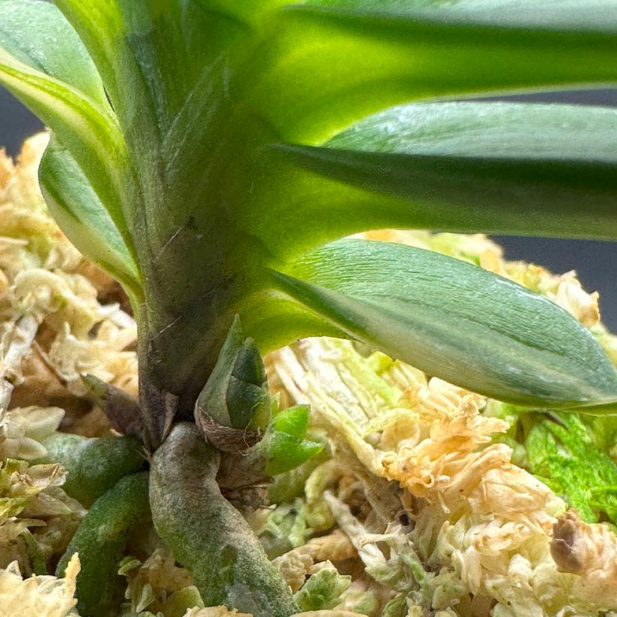 富貴蘭 風蘭 蘭 錦麒麟 きんきりん 現品 2本と小芽2 T727 フウキラン フウラン 送料無料 : fu-t597 : OKABE GREEN JewelryPlant - 通販 ...