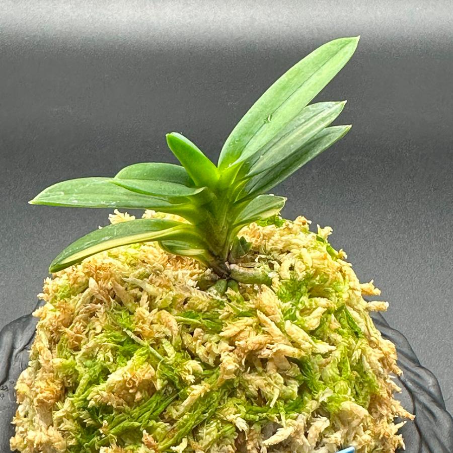 富貴蘭 風蘭 蘭 錦麒麟 きんきりん 現品 2本と小芽2 T727 フウキラン フウラン 送料無料 : fu-t597 : OKABE GREEN JewelryPlant - 通販 ...