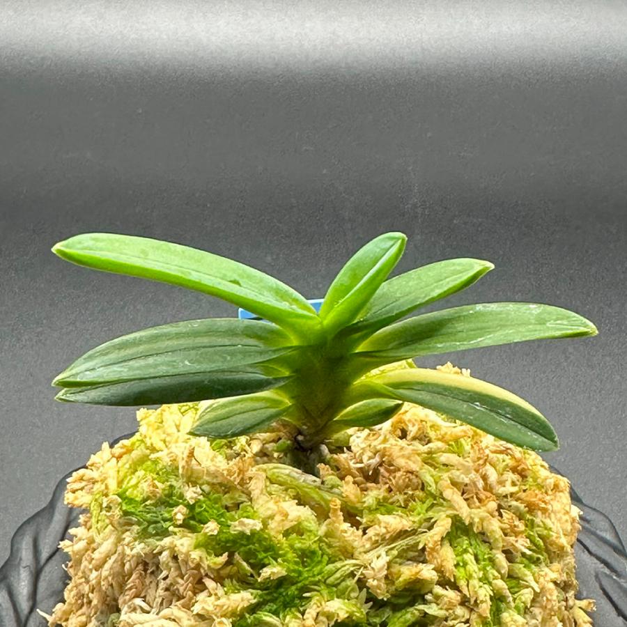 富貴蘭 風蘭 蘭 錦麒麟 きんきりん 現品 2本と小芽2 T727 フウキラン フウラン 送料無料 : fu-t597 : OKABE GREEN JewelryPlant - 通販 ...