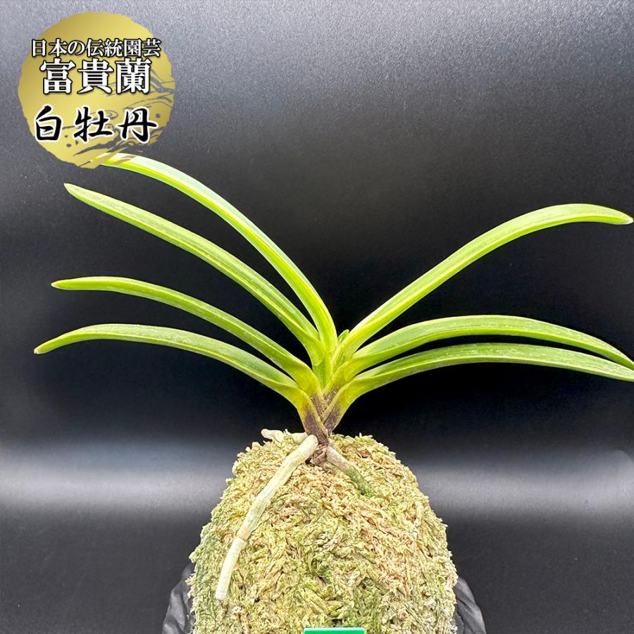 富貴蘭 白牡丹 1本立 はくぼたん T598 フウキラン フウラン : OKABE GREEN JewelryPlant - 通販 - Yahoo!ショッピング