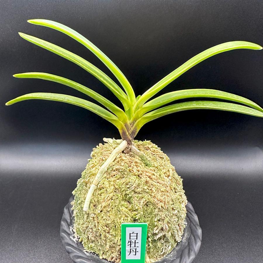 富貴蘭 白牡丹 1本立 はくぼたん T598 フウキラン フウラン : OKABE GREEN JewelryPlant - 通販 - Yahoo!ショッピング