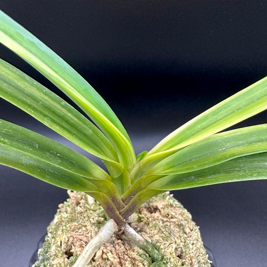 富貴蘭 白牡丹 1本立 はくぼたん T598 フウキラン フウラン : OKABE GREEN JewelryPlant - 通販 - Yahoo!ショッピング