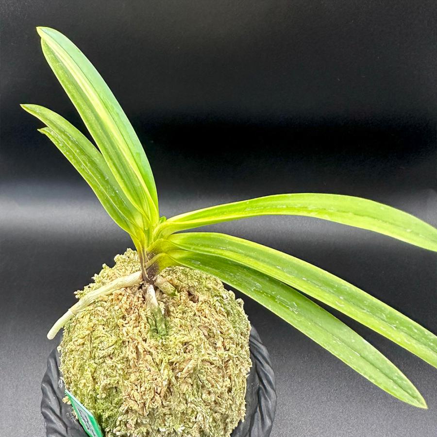 富貴蘭 白牡丹 1本立 はくぼたん T598 フウキラン フウラン : OKABE GREEN JewelryPlant - 通販 - Yahoo!ショッピング