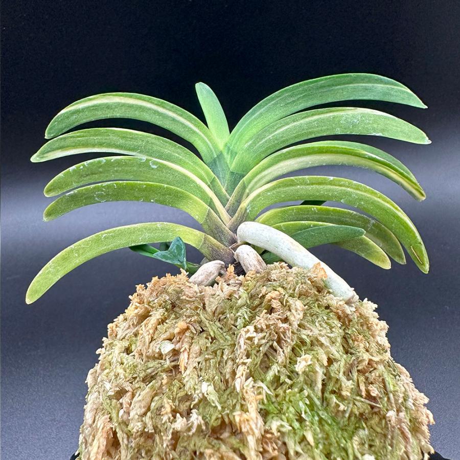 富貴蘭 桃山達磨 ももやまだるま T604 フウキラン フウラン : OKABE GREEN JewelryPlant - 通販 - Yahoo!ショッピング