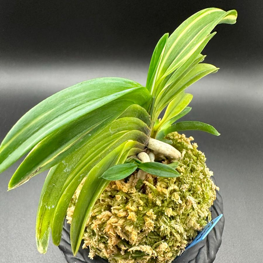 富貴蘭 桃山達磨 ももやまだるま T604 フウキラン フウラン : OKABE GREEN JewelryPlant - 通販 - Yahoo!ショッピング