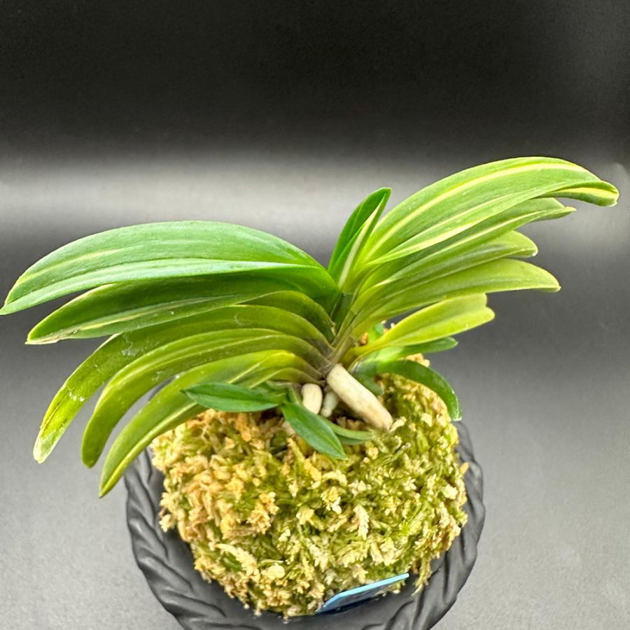 富貴蘭 桃山達磨 ももやまだるま T604 フウキラン フウラン : OKABE GREEN JewelryPlant - 通販 - Yahoo!ショッピング