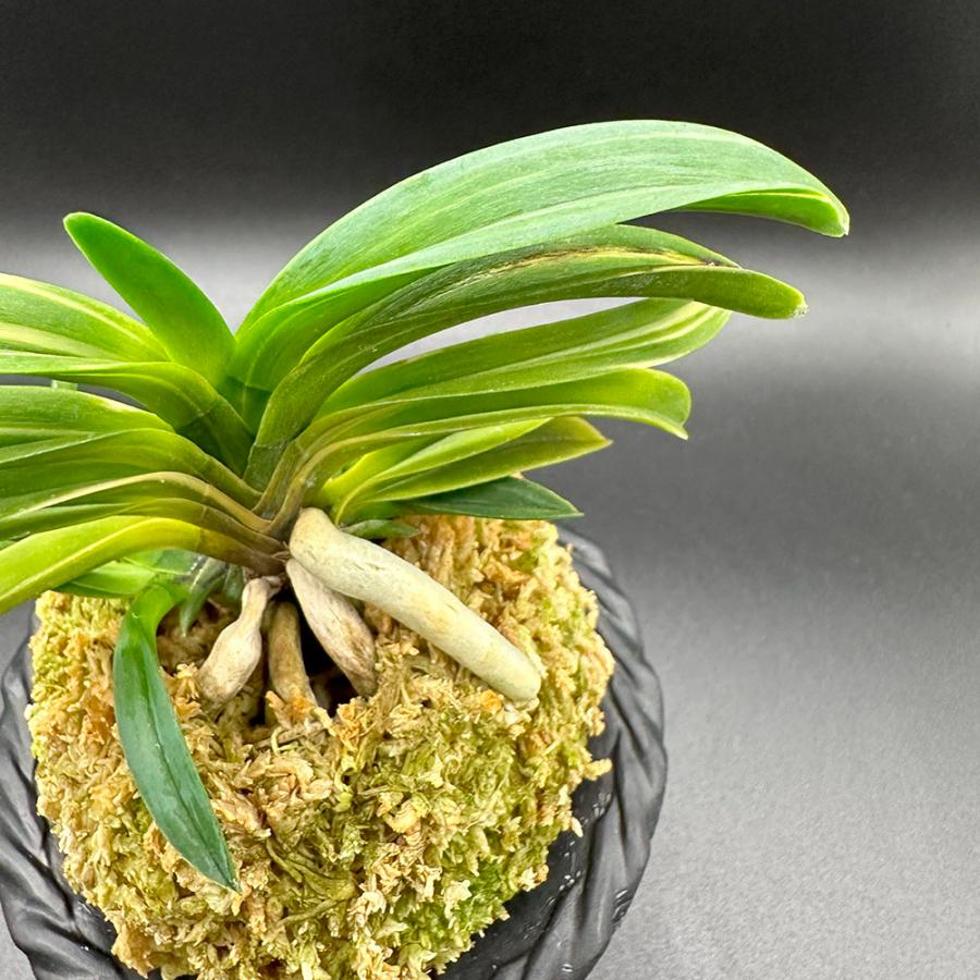 富貴蘭 桃山達磨 ももやまだるま T604 フウキラン フウラン : OKABE GREEN JewelryPlant - 通販 - Yahoo!ショッピング