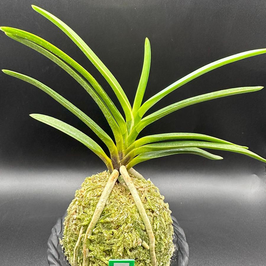 富貴蘭 白牡丹 はくぼたん T605 フウキラン フウラン : OKABE GREEN JewelryPlant - 通販 - Yahoo!ショッピング