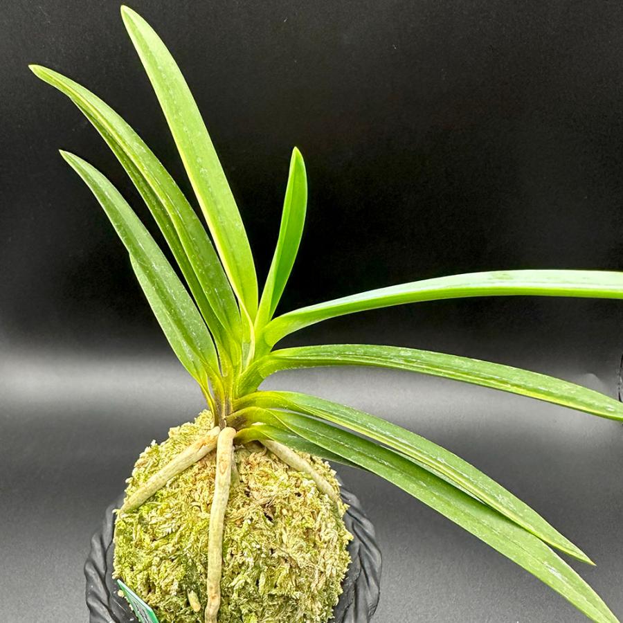 富貴蘭 白牡丹 はくぼたん T605 フウキラン フウラン : OKABE GREEN JewelryPlant - 通販 - Yahoo!ショッピング