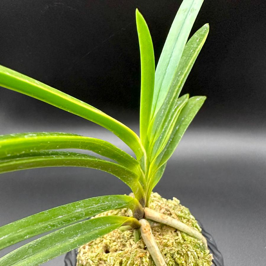 富貴蘭 白牡丹 はくぼたん T605 フウキラン フウラン : OKABE GREEN JewelryPlant - 通販 - Yahoo!ショッピング