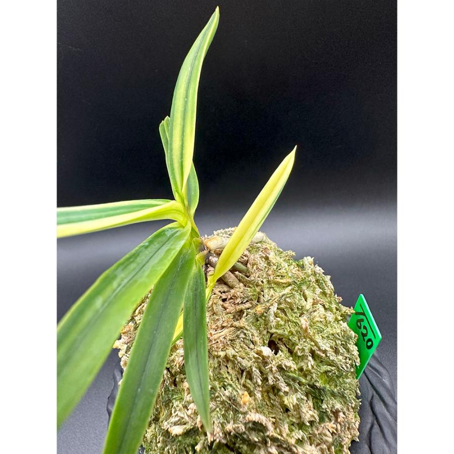 富貴蘭 白牡丹 はくぼたん T620 フウキラン フウラン : OKABE GREEN JewelryPlant - 通販 - Yahoo!ショッピング