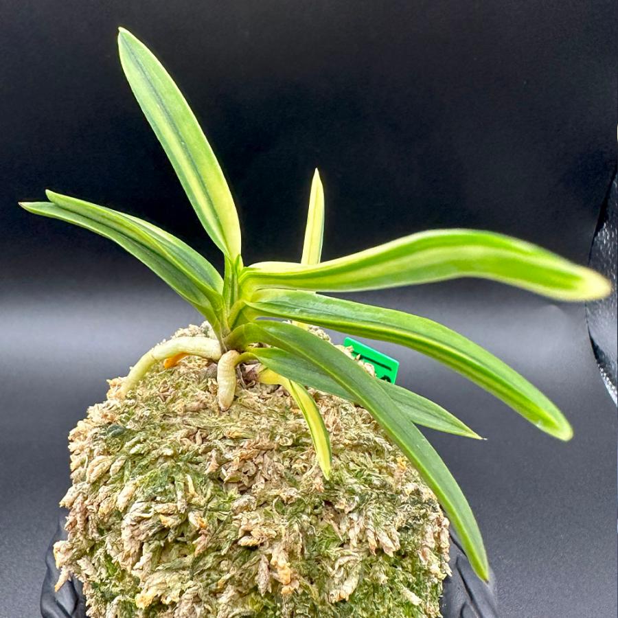 富貴蘭 白牡丹 はくぼたん T620 フウキラン フウラン : OKABE GREEN JewelryPlant - 通販 - Yahoo!ショッピング