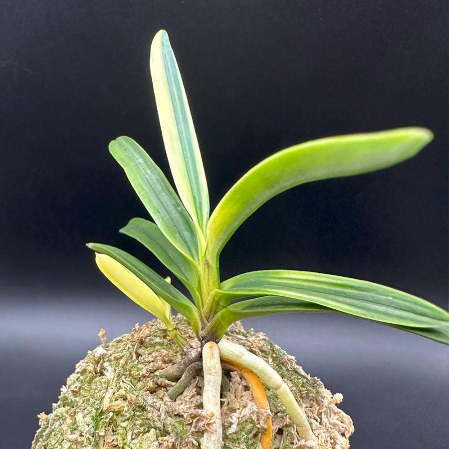 富貴蘭 白牡丹 はくぼたん T620 フウキラン フウラン : OKABE GREEN JewelryPlant - 通販 - Yahoo!ショッピング