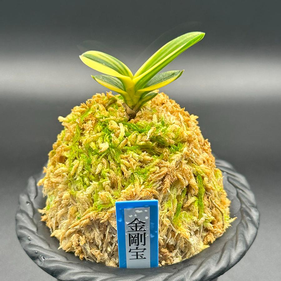 富貴蘭 風蘭 蘭 金剛宝 こんごうほう 1本立 現品 T728 豆葉 フウキラン フウラン 送料無料 : OKABE GREEN JewelryPlant - 通販 - Yahoo!ショッピング