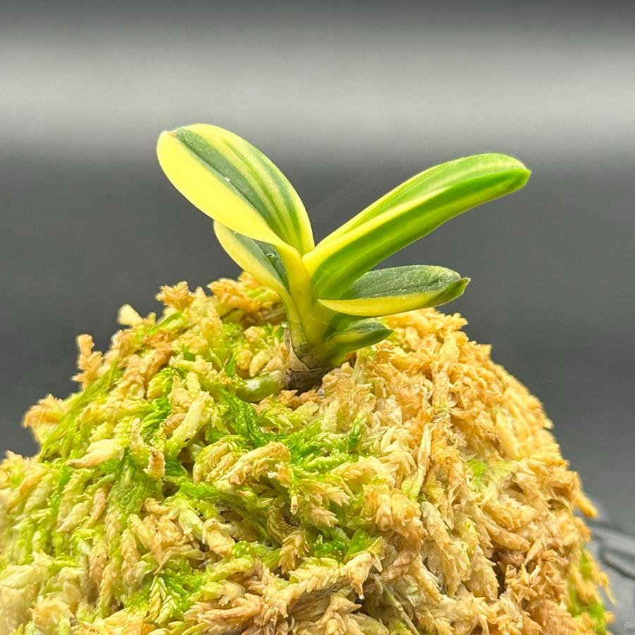 富貴蘭 風蘭 蘭 金剛宝 こんごうほう 1本立 現品 T728 豆葉 フウキラン フウラン 送料無料 : OKABE GREEN JewelryPlant - 通販 - Yahoo!ショッピング