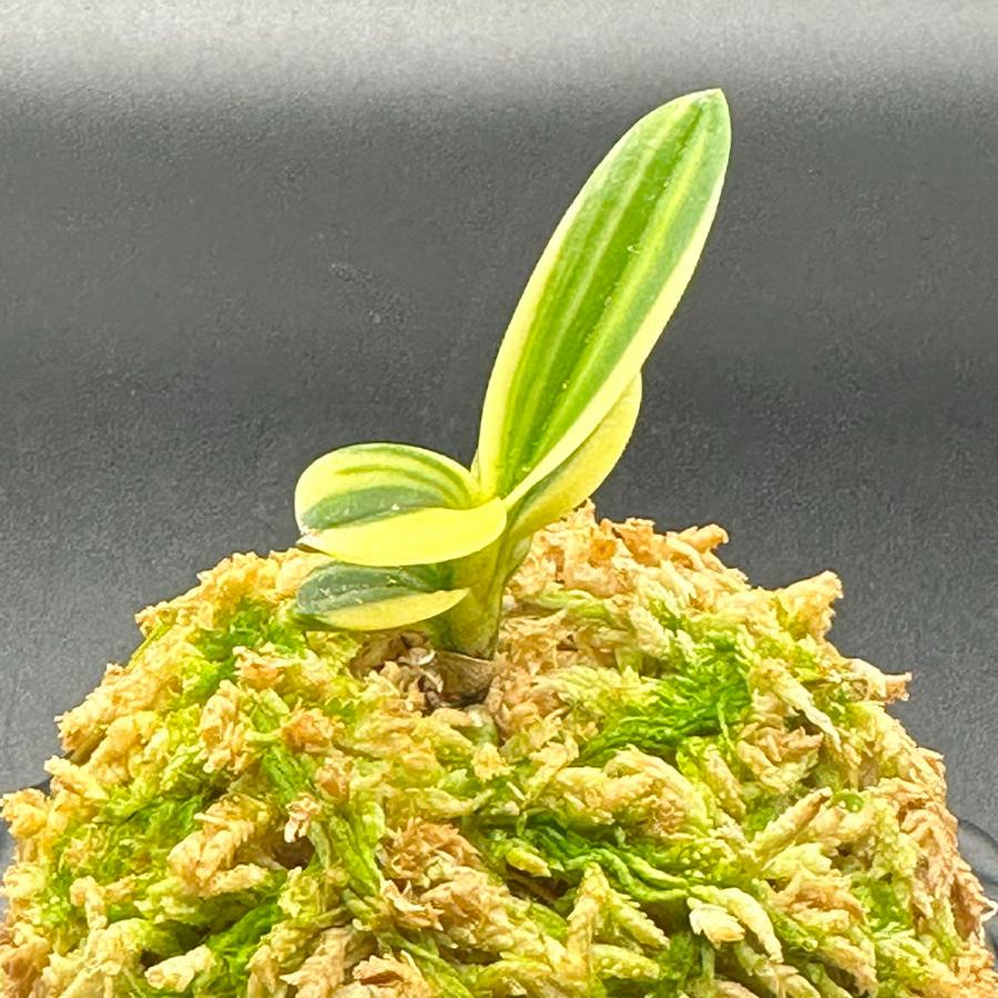 富貴蘭 風蘭 蘭 金剛宝 こんごうほう 1本立 現品 T728 豆葉 フウキラン フウラン 送料無料 : OKABE GREEN JewelryPlant - 通販 - Yahoo!ショッピング