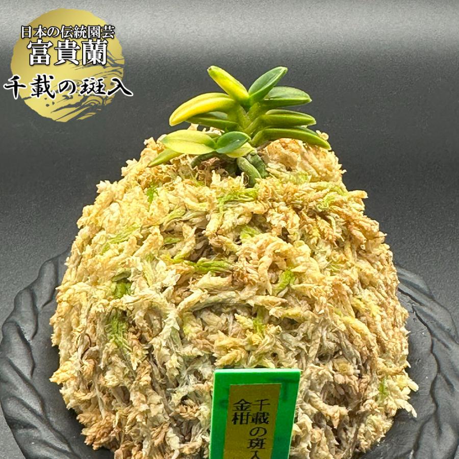 富貴蘭 風蘭 蘭 千載の斑入 せんざいのふいり 金柑 3本立 T726 豆葉 フウキラン フウラン 送料無料 : OKABE GREEN JewelryPlant - 通販 - Yahoo ...