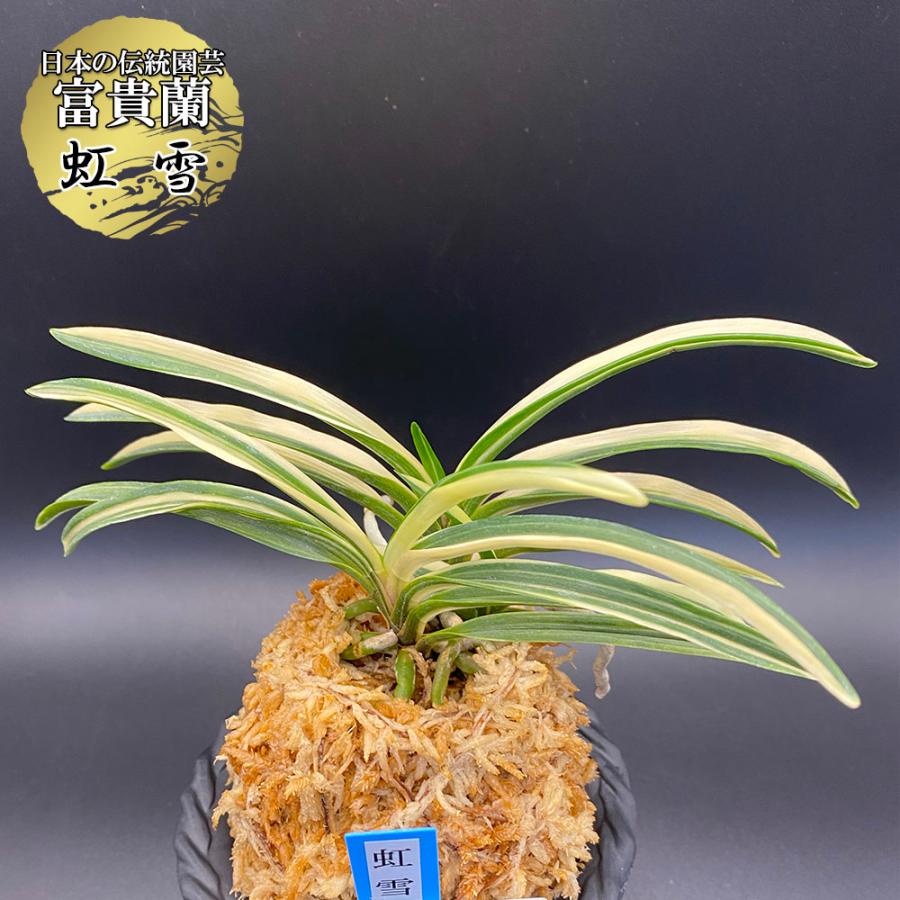 富貴蘭 虹雪 こうせつ 3本立 現品 T703 フウキラン フウラン 送料無料 : OKABE GREEN JewelryPlant - 通販 - Yahoo!ショッピング