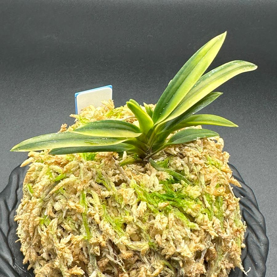 富貴蘭 風蘭 蘭 聖代縞 せいだいしま 2本と小芽 現品 T730 フウキラン フウラン 送料無料 : OKABE GREEN JewelryPlant - 通販 - Yahoo!ショッピング