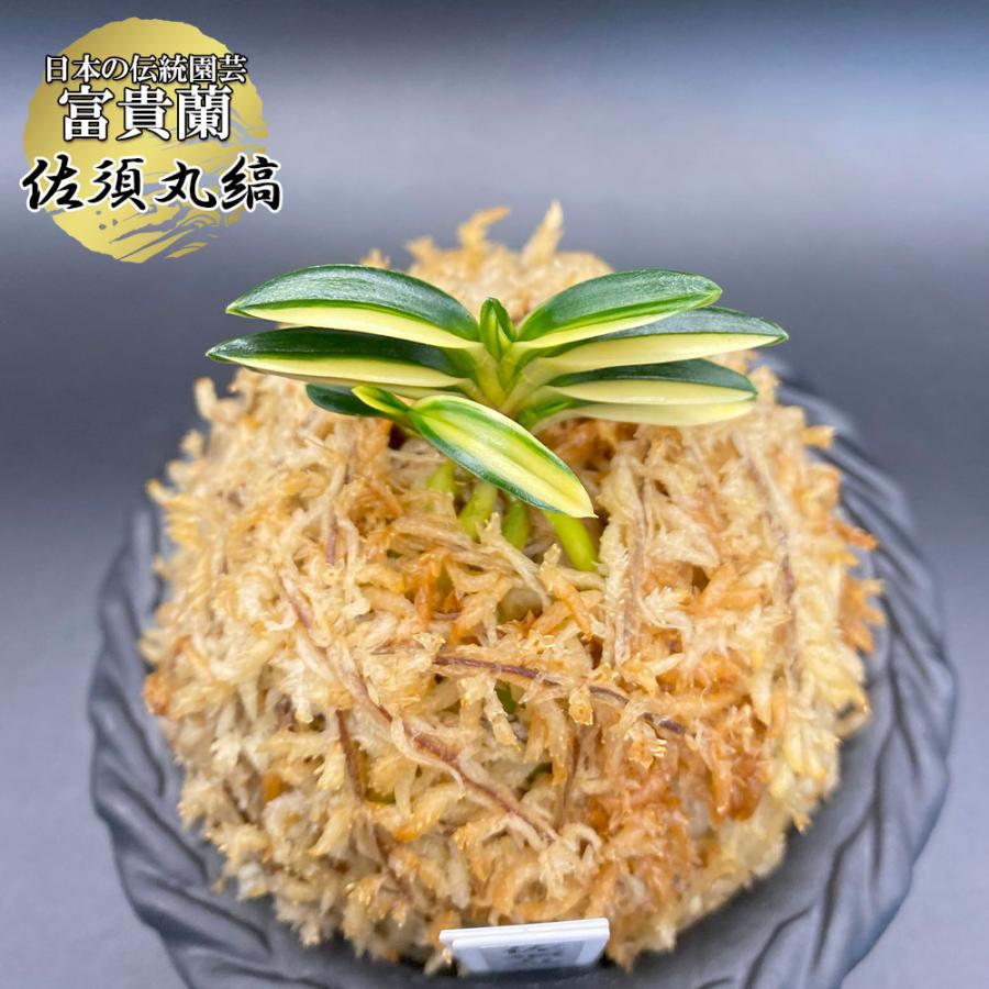 富貴蘭 佐須丸縞 さすまるしま 2本と芽 現品 T711 フウキラン フウラン 送料無料 : OKABE GREEN JewelryPlant - 通販 - Yahoo!ショッピング