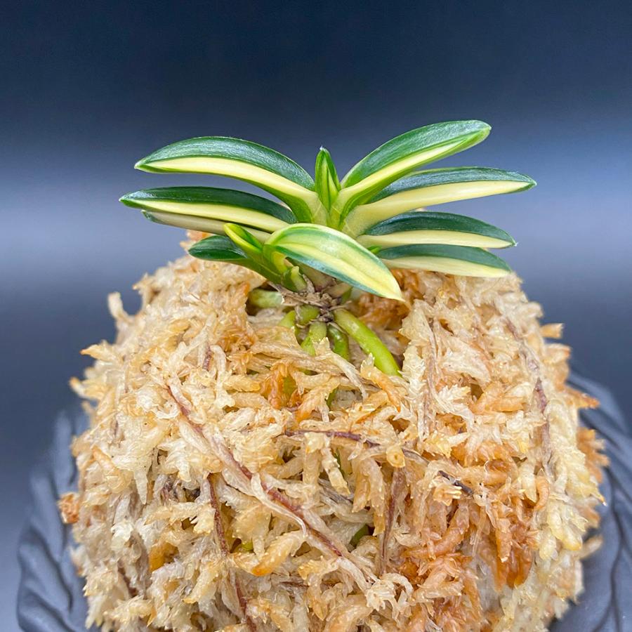 富貴蘭 佐須丸縞 さすまるしま 2本と芽 現品 T711 フウキラン フウラン 送料無料 : OKABE GREEN JewelryPlant - 通販 - Yahoo!ショッピング