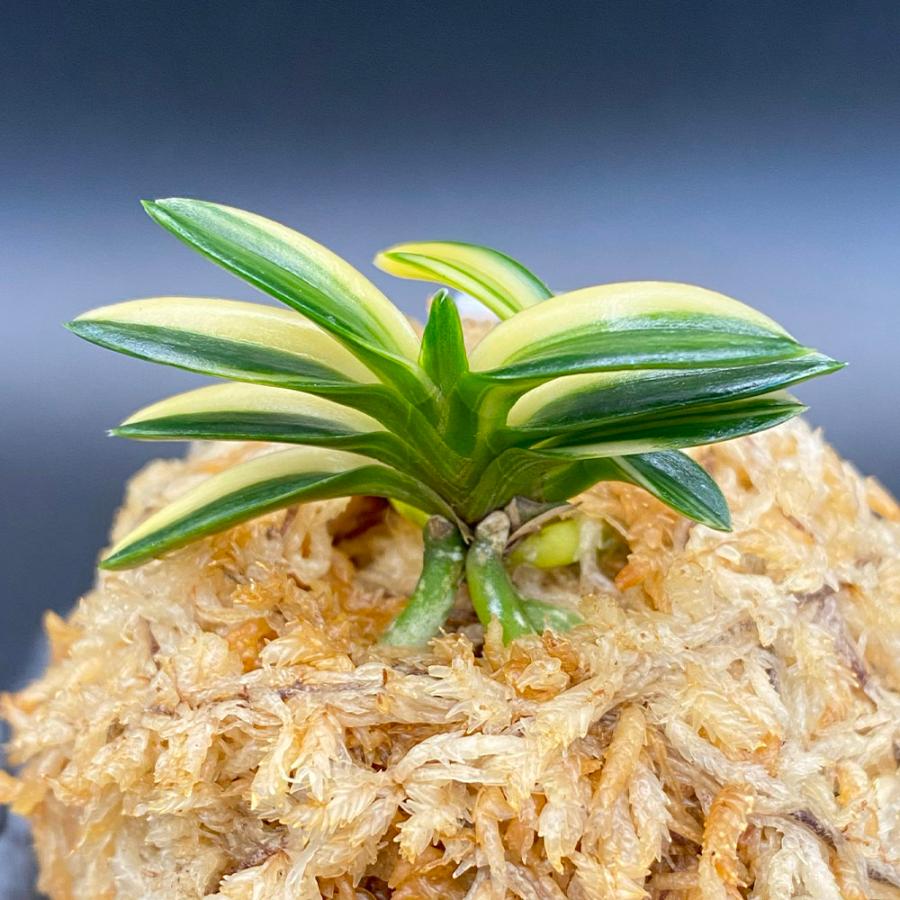 富貴蘭 佐須丸縞 さすまるしま 2本と芽 現品 T711 フウキラン フウラン 送料無料 : OKABE GREEN JewelryPlant - 通販 - Yahoo!ショッピング