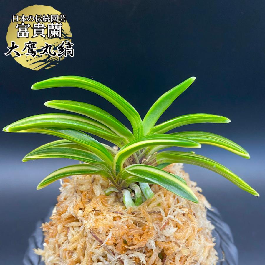富貴蘭 大鷹丸縞 おおたかまるしま 3本立 現品 T715 フウキラン フウラン 送料無料 : OKABE GREEN JewelryPlant - 通販 - Yahoo!ショッピング