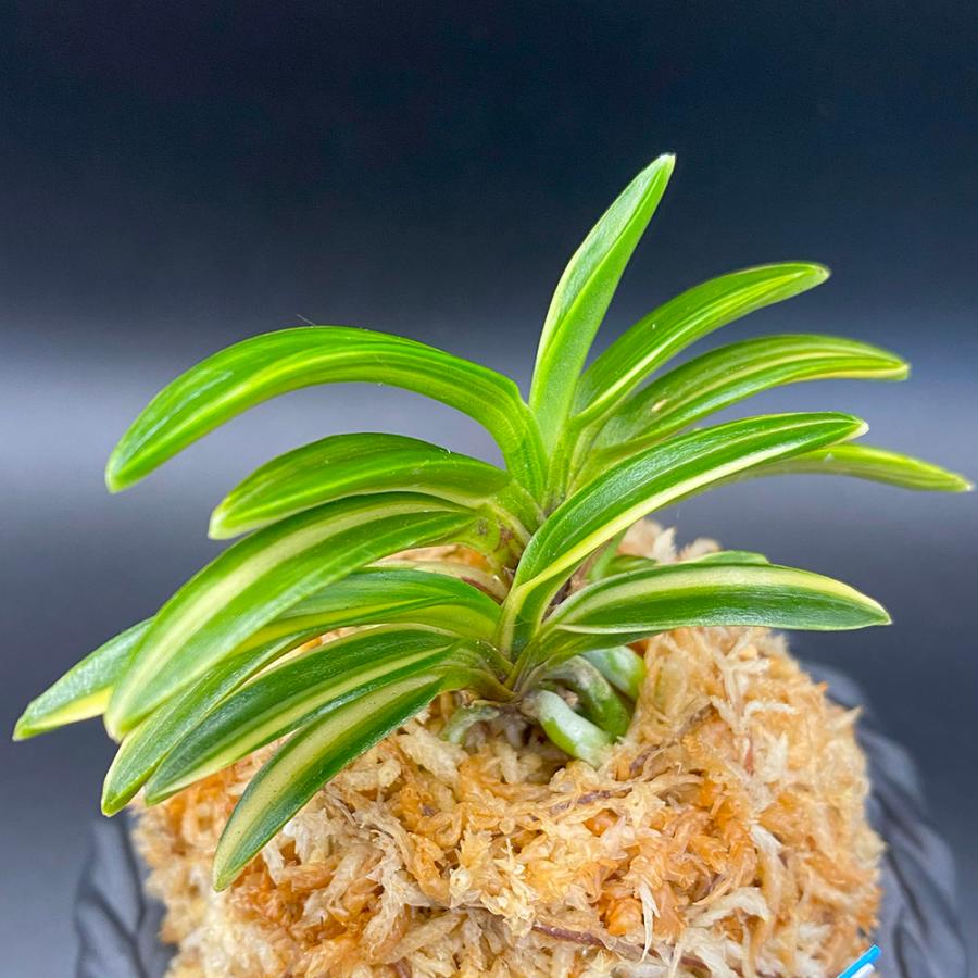 富貴蘭 大鷹丸縞 おおたかまるしま 3本立 現品 T715 フウキラン フウラン 送料無料 : OKABE GREEN JewelryPlant - 通販 - Yahoo!ショッピング