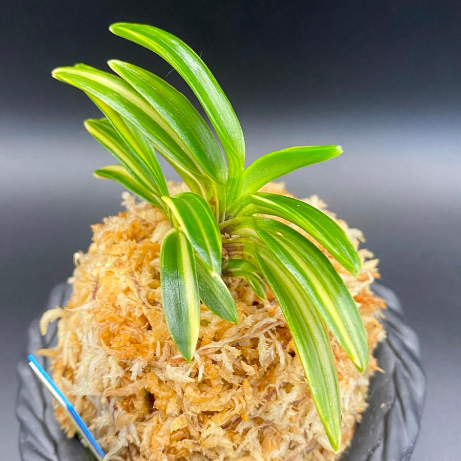 富貴蘭 大鷹丸縞 おおたかまるしま 3本立 現品 T715 フウキラン フウラン 送料無料 : OKABE GREEN JewelryPlant - 通販 - Yahoo!ショッピング