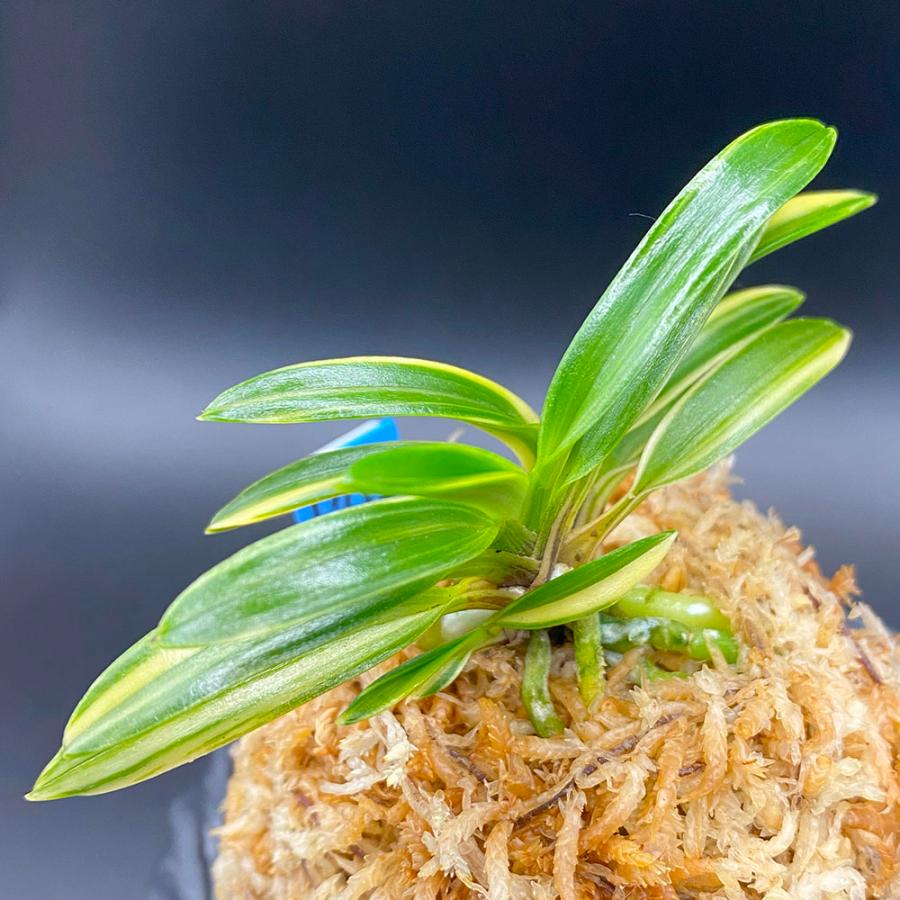 富貴蘭 大鷹丸縞 おおたかまるしま 3本立 現品 T715 フウキラン フウラン 送料無料 : OKABE GREEN JewelryPlant - 通販 - Yahoo!ショッピング