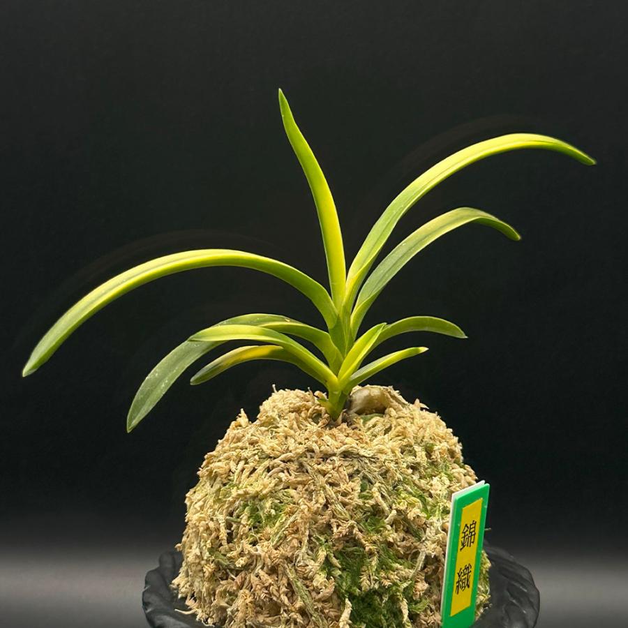 富貴蘭 風蘭 蘭 錦織 にしきおり 2本立 現品 T720 フウキラン フウラン 送料無料 : fu-t720 : OKABE GREEN JewelryPlant - 通販 - Yahoo ...