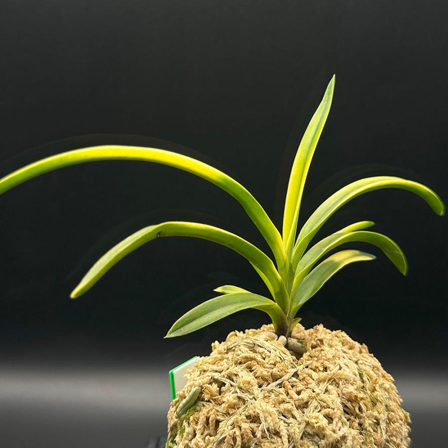 富貴蘭 風蘭 蘭 錦織 にしきおり 2本立 現品 T720 フウキラン フウラン 送料無料 : fu-t720 : OKABE GREEN JewelryPlant - 通販 - Yahoo ...