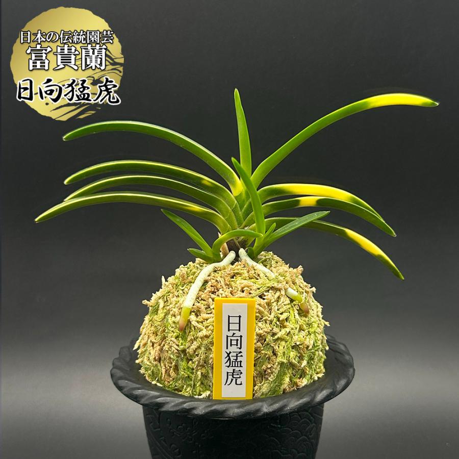 富貴蘭 風蘭 蘭 日向猛虎 ヒュウガモウコ 3本立 現品 t760 フウキラン フウラン 送料無料 : OKABE GREEN JewelryPlant - 通販 - Yahoo!ショッピング