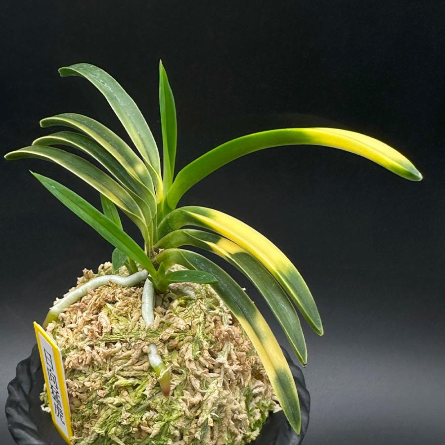 富貴蘭 風蘭 蘭 日向猛虎 ヒュウガモウコ 3本立 現品 t760 フウキラン フウラン 送料無料 : OKABE GREEN JewelryPlant - 通販 - Yahoo!ショッピング